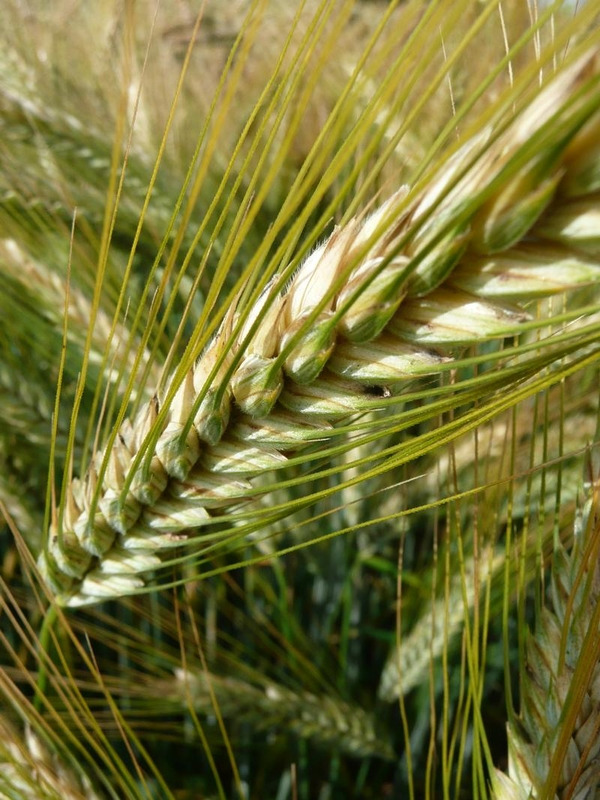 Winter triticale