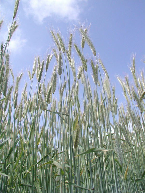 INSPECTOR (Rye for silage, Baking and feed rye)