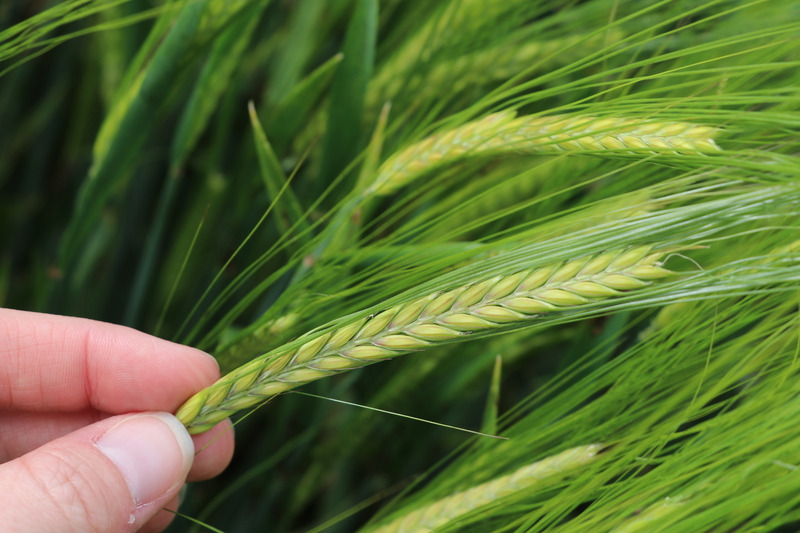 STING (Spring malting barley)