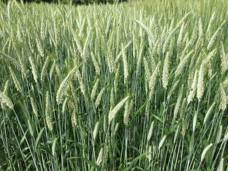 TADEUS (Winter triticale)